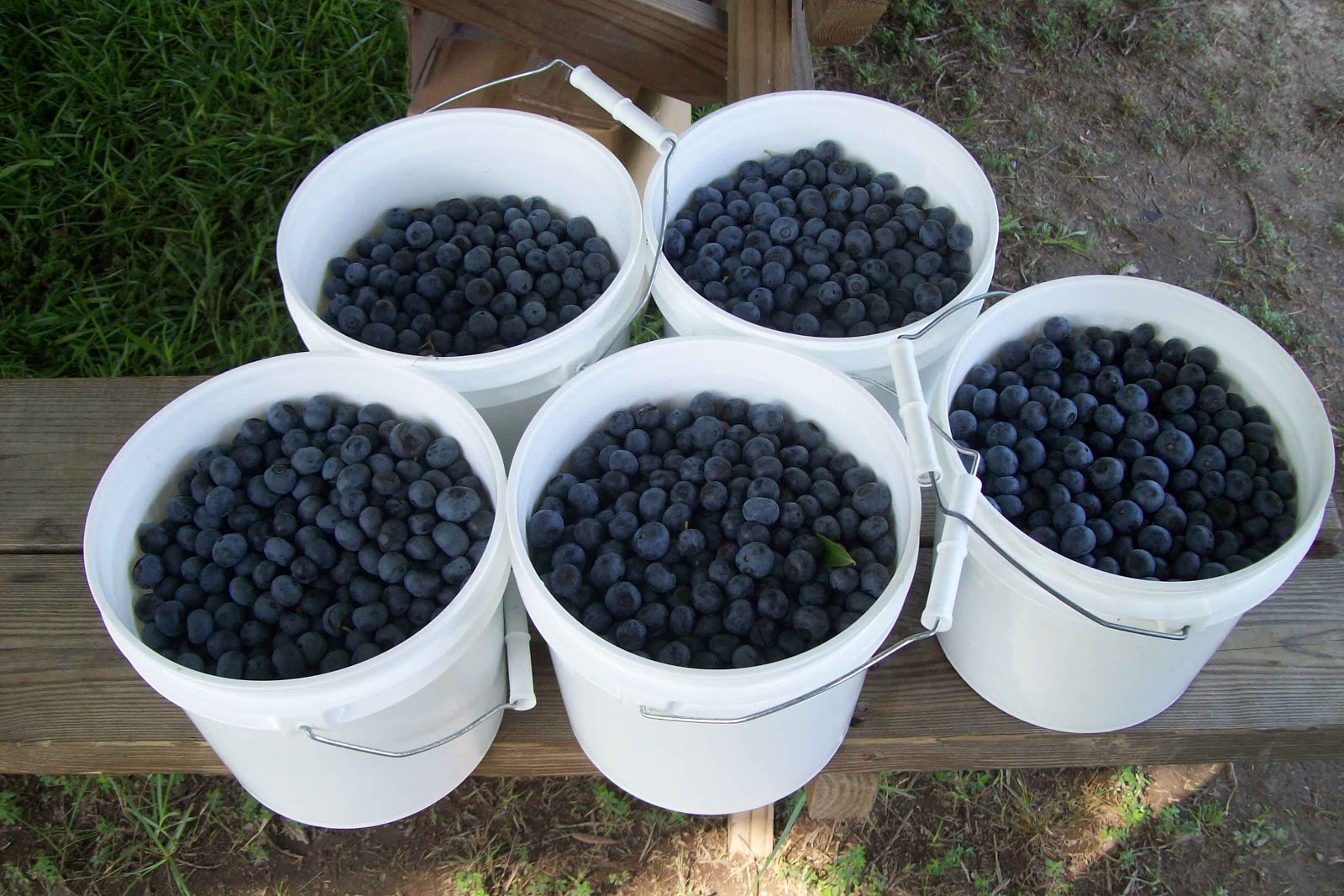 CT Studios: Blueberries from Country Fair Farms, Franklinton, LA