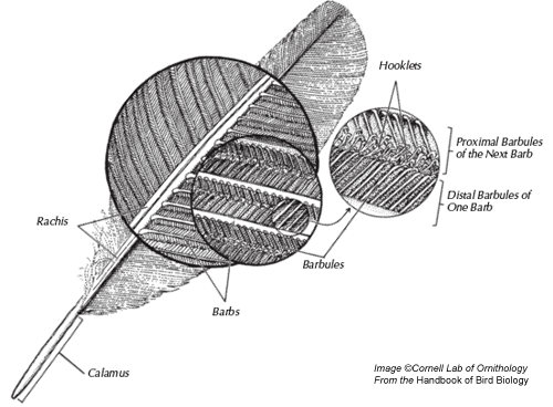 Aves Park: BIRDS UNIQUE FEATHERS