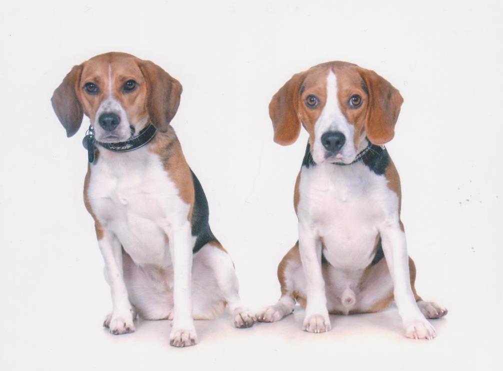 The Beagle Bugle
