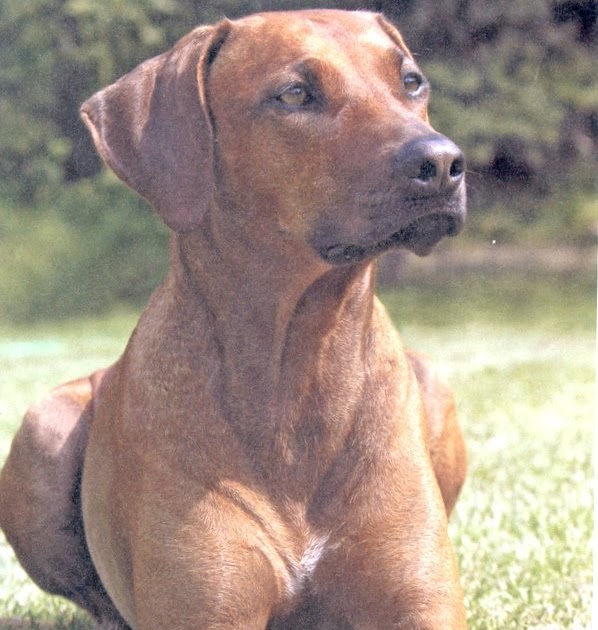 blog sul cane e i cuccioli: LA RAZZA RHODESIAN RIDGEBACK: LO STANDARD