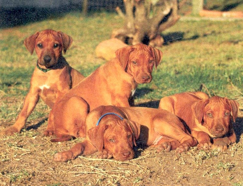 blog sul cane e i cuccioli: LA RAZZA RHODESIAN RIDGEBACK: ORIGINI DI ...