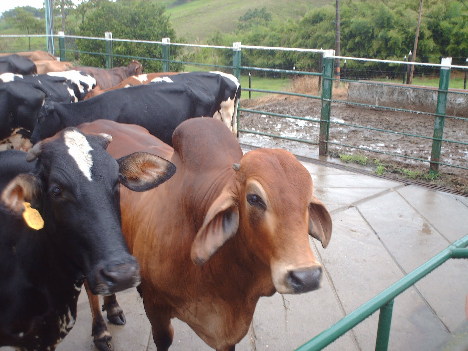 PRODUCCION PECUARIA SENA RISARALDA: PRACTICA ORDEÑO MECANICO
