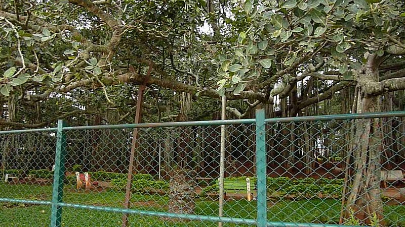 on our way back from Big Banyan Tree