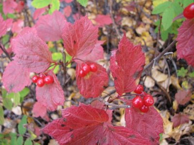 Yukon Wild Berries: Highbush Cranberry