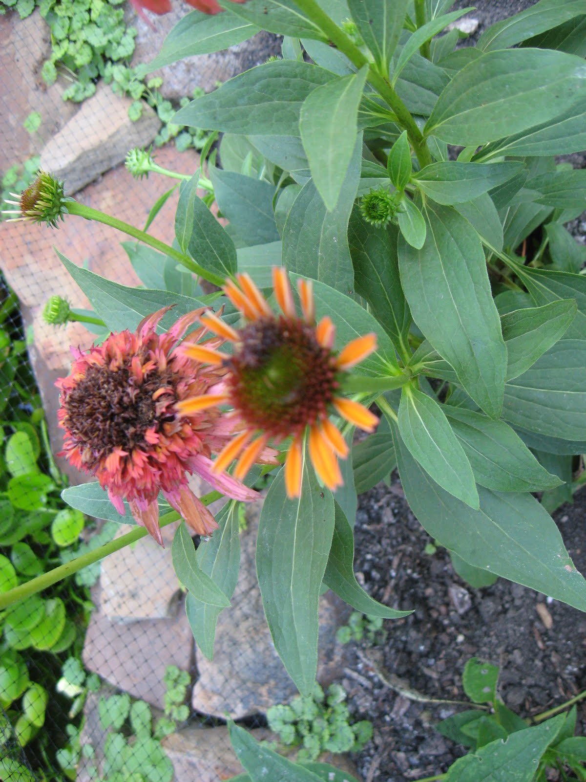 Meadowview Thymes: Coneflower Trouble