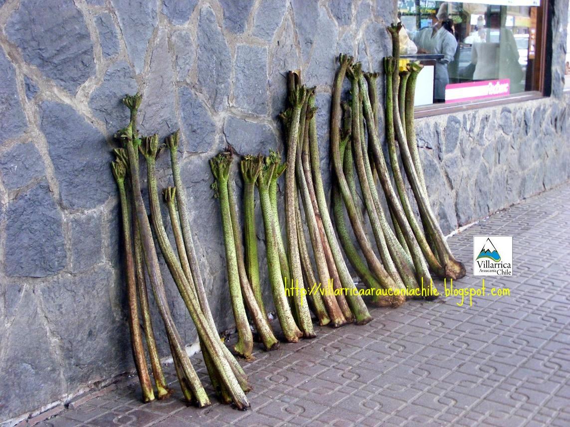 Villarrica Araucanía Chile: Personajes Típicos Vendedores de Nalcas.