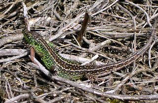 Beauty in small things: A Sand Lizard, a Grass snake and a Smooth Snake ...