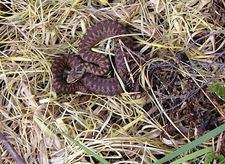Beauty in small things: A Cute Baby Adder at Wood Lane Heath