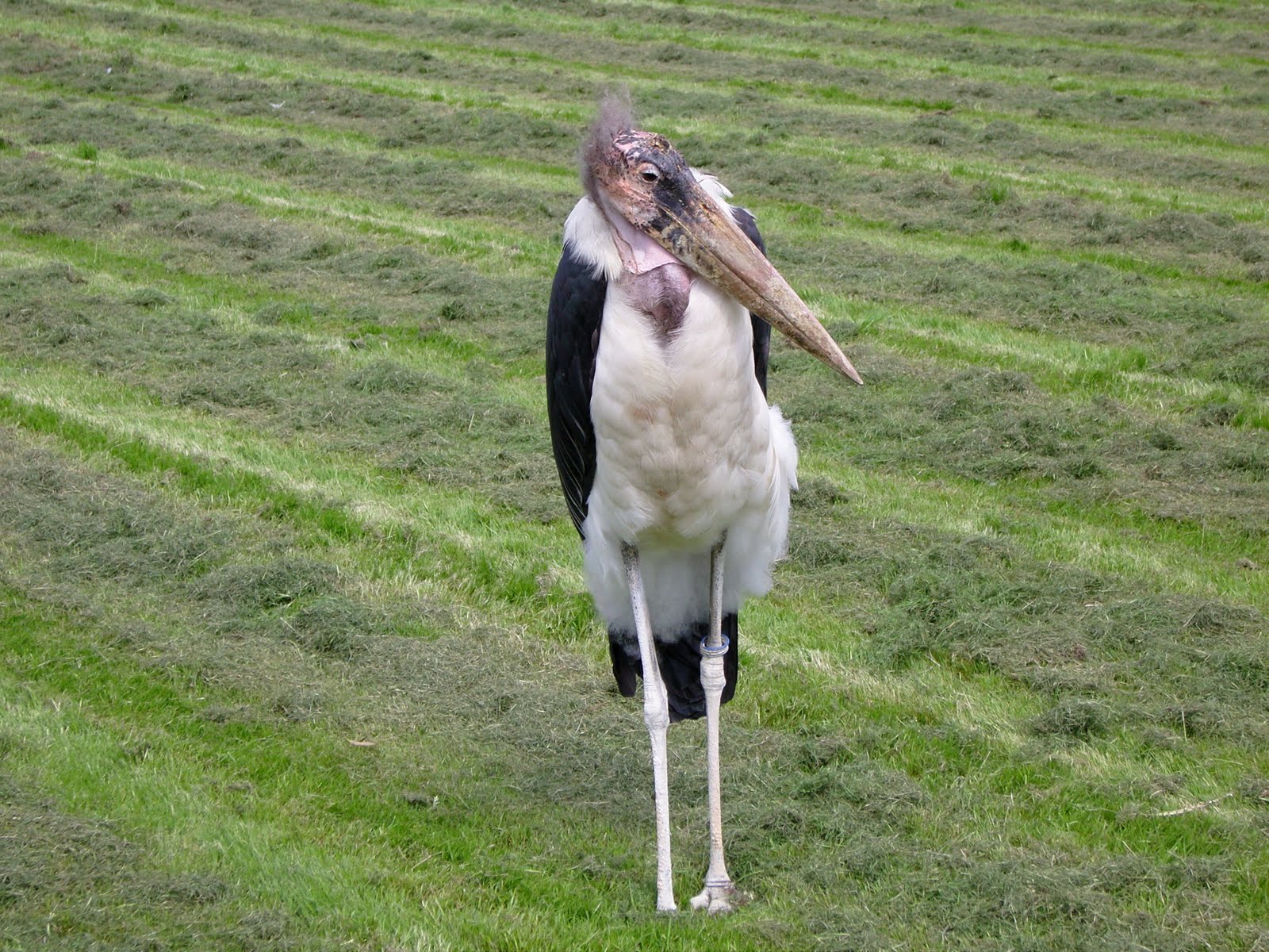 Beauty in small things: Marabout Stork