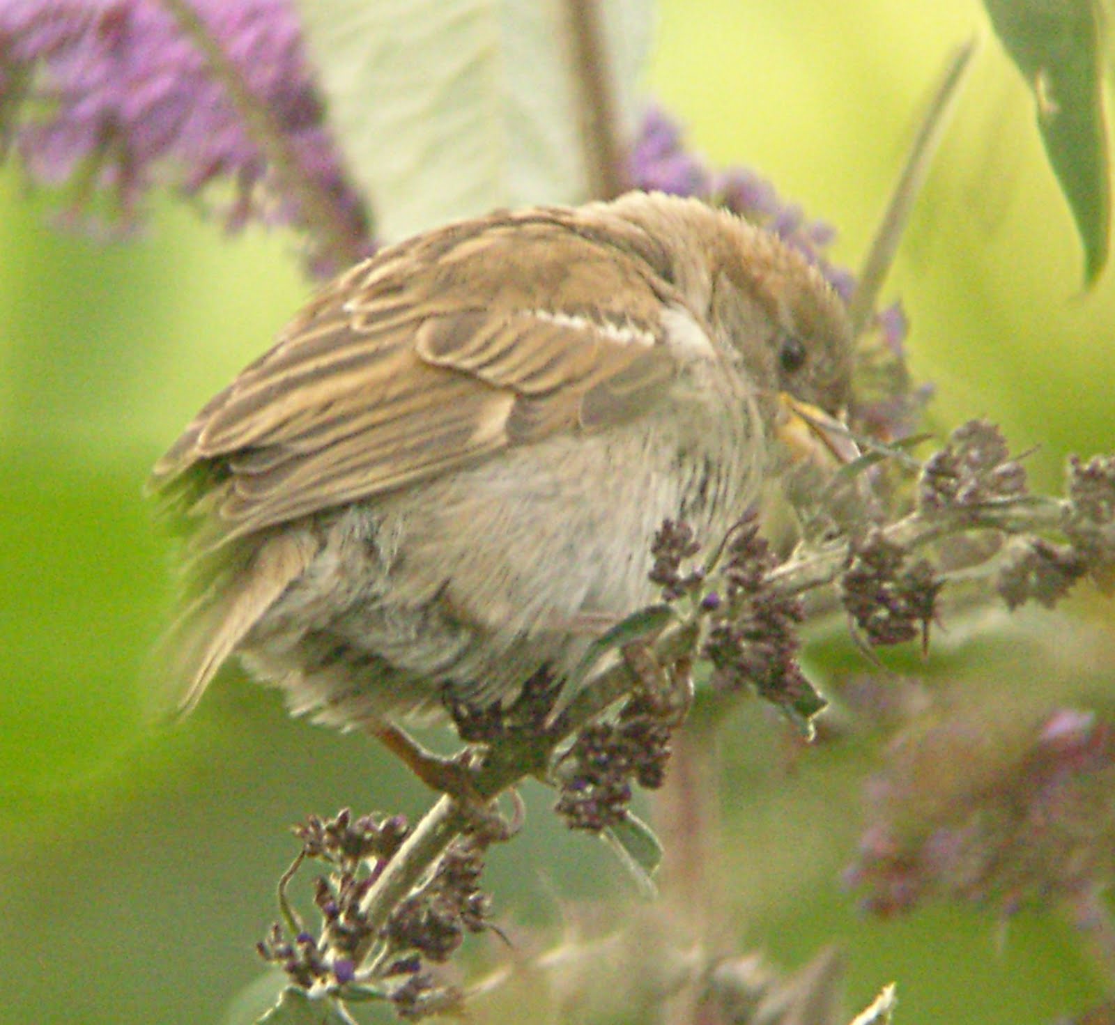 Beauty in small things: House sparrow and wood pigeon