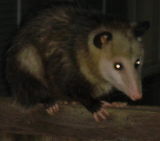 Eyes: Texas Possum