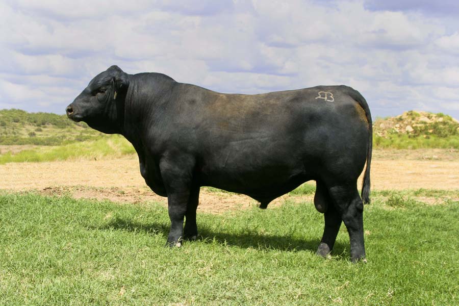 R.A. Brown Ranch Blog: "RAB KICK OFF" - The LEAD OFF ANGUS BULL