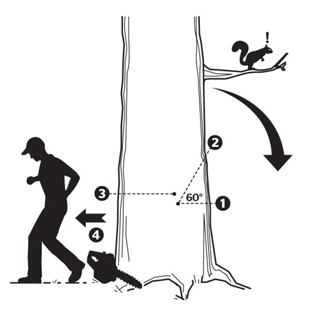 Pratt Homeschooling: Lesson 101 - How to Cut Down a Tree
