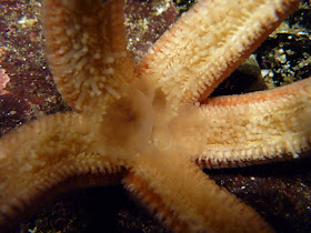 Starfish Eyespot