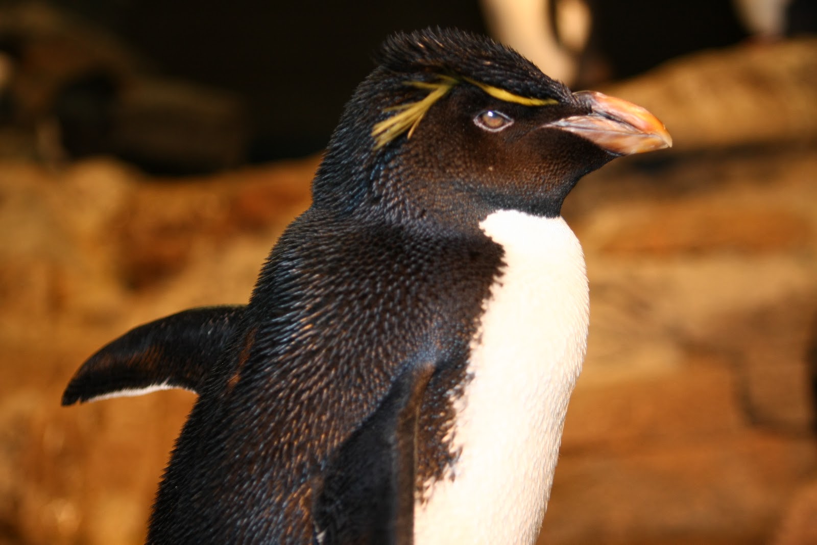 Penguin Blog