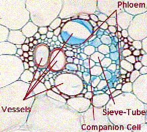 My Biology: Plant Structure