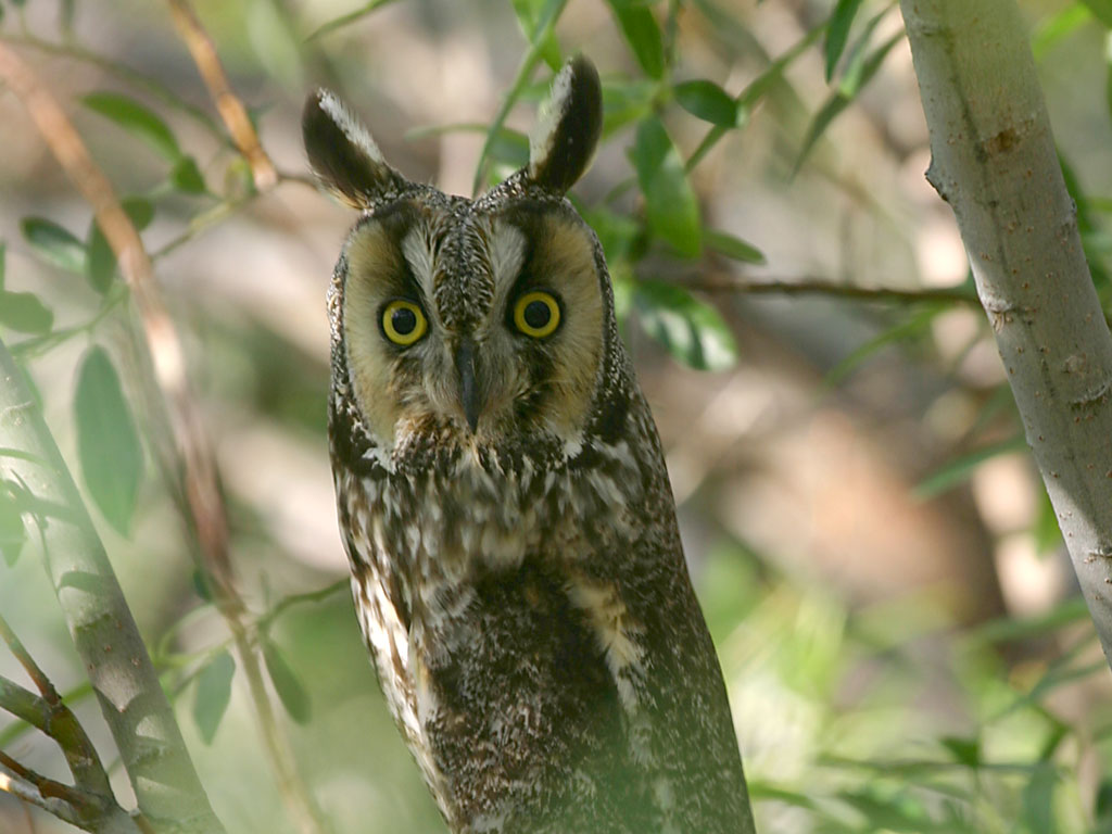 Long-Eared Owl