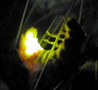 Glow worm facts | Facts About All