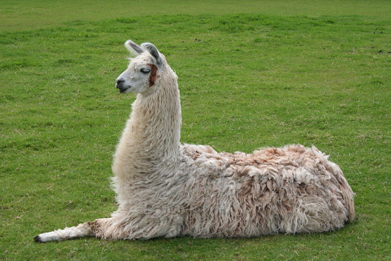 Llama