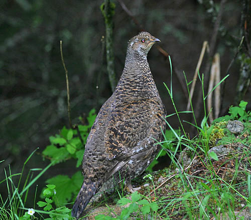 Grouse