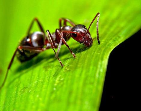 [charade] Which ufc fighter am i ? | Page 4 | Sherdog Forums | UFC, MMA ...