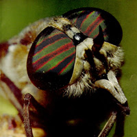 brencelj, Brenčalnik in Čebeln'ak