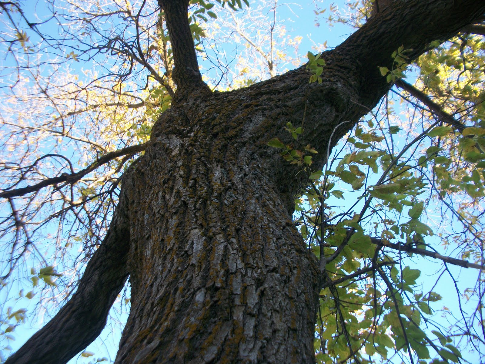 HELLO THIS IS SUE: The boxelder tree................