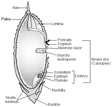 Thai Nutritional Rice