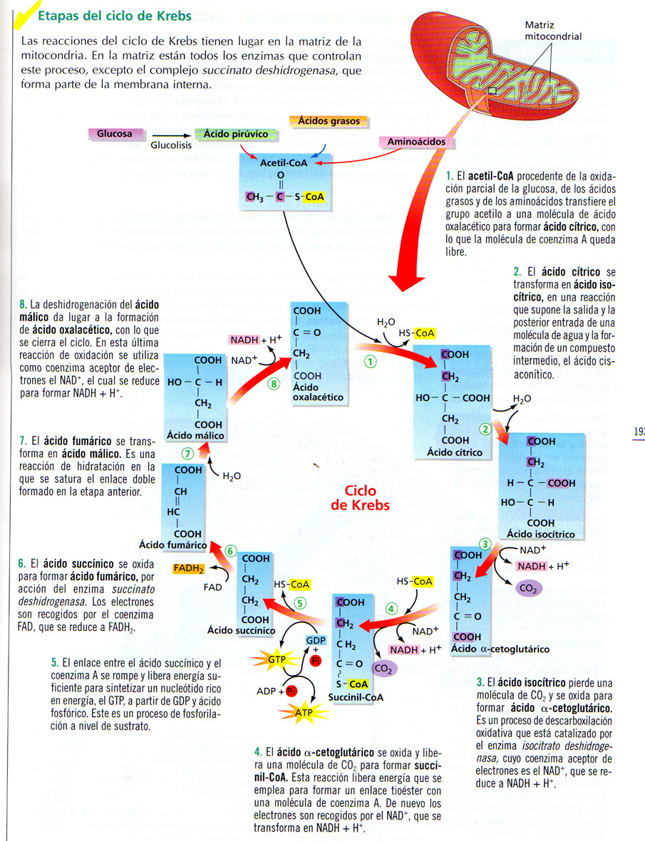 Ciencias y Biología: Ciclo de Krebs