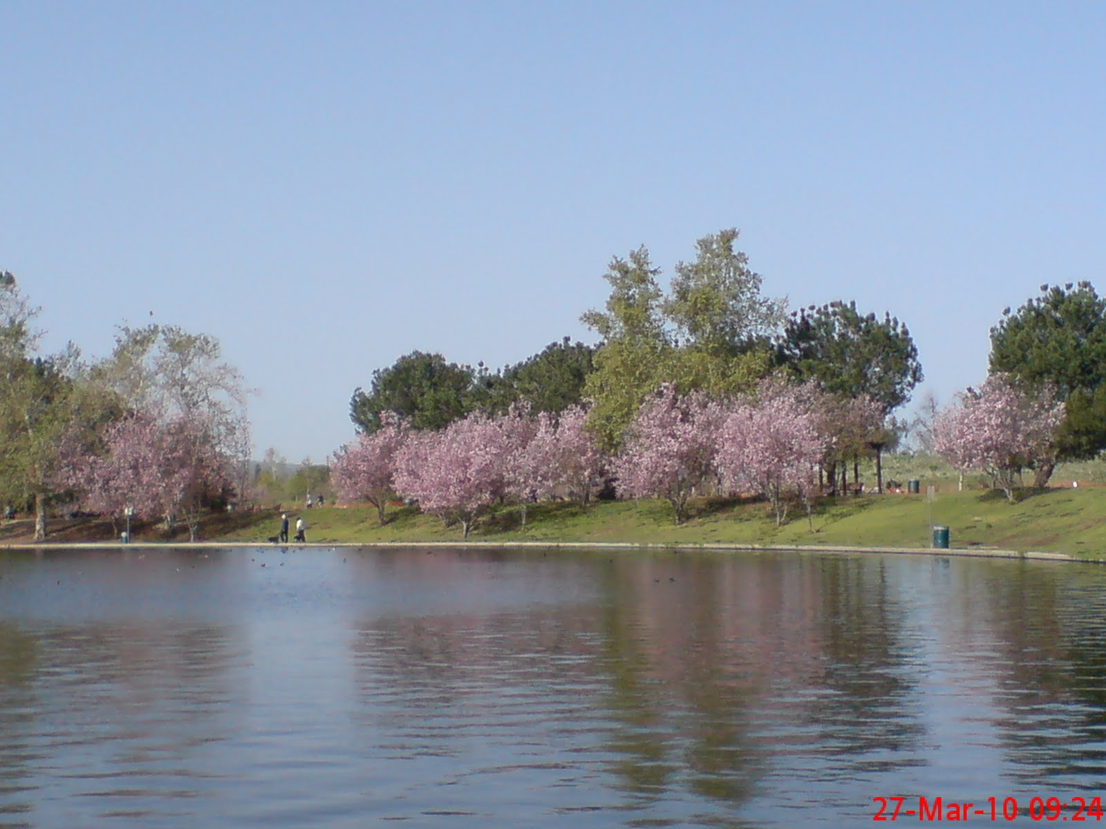 eat,love&playplace: Cherry Blossom (Sakura) In California, USA