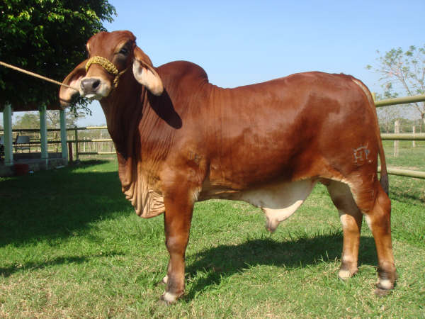 Toros cebu en colombia - Imagui