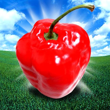 vida y cultura: el rocoto