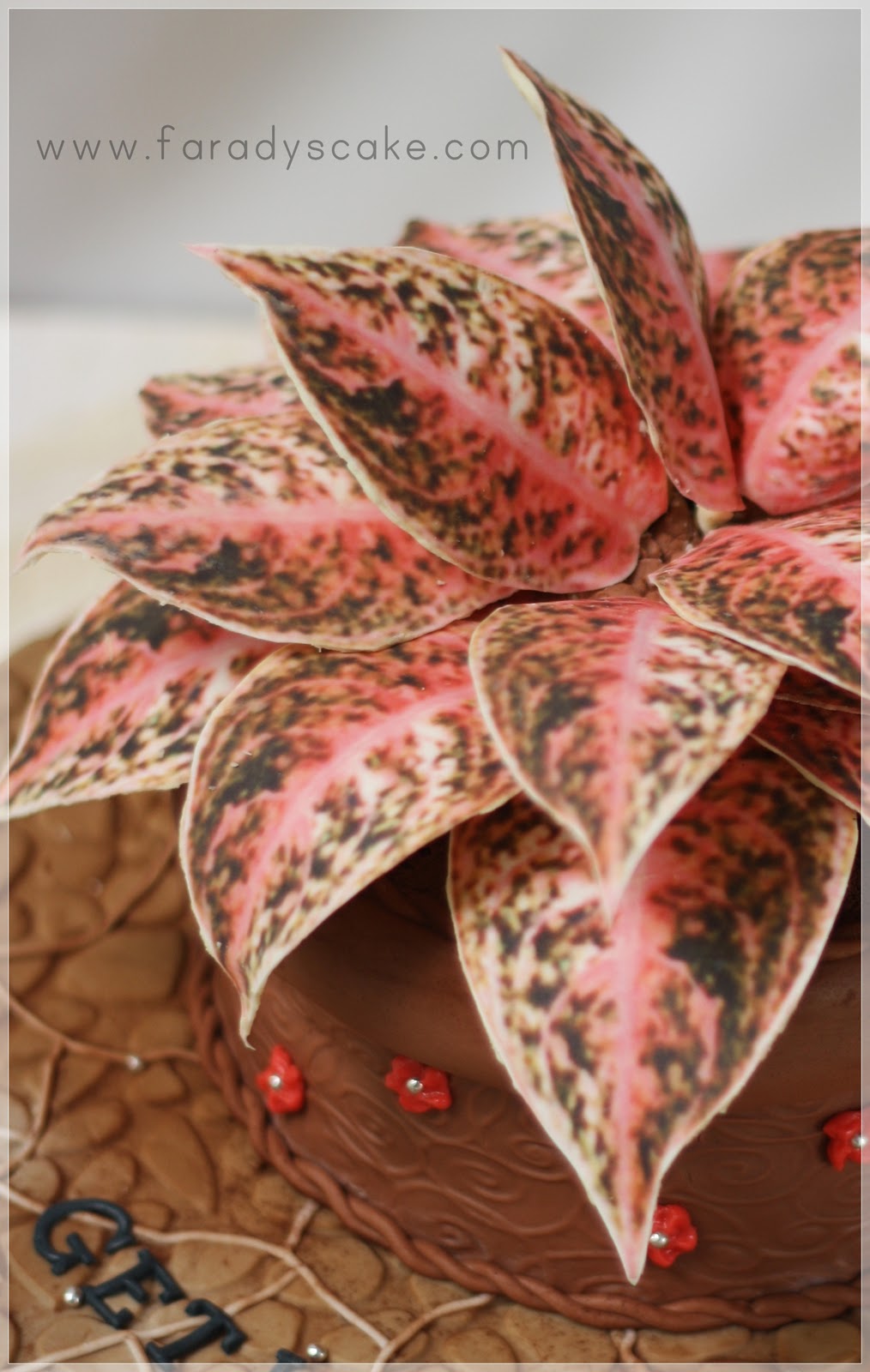 Aglonema | Where Everything Is Made With Love