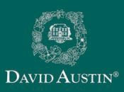 This Cobbled Path: Gardening - David Austin Roses