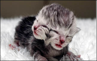 I ♥ BIOLOGY: MUTASI