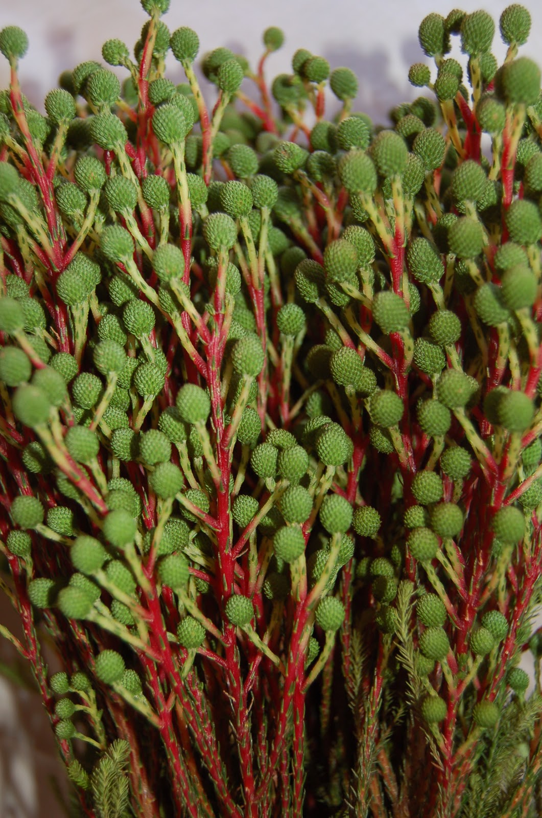 A Passion for Flowers: Berzelia