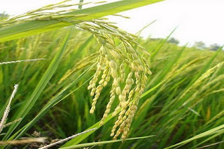 rice-agri