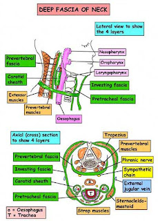 Scientia benkyou simasu !: CERVICAL FASCIA
