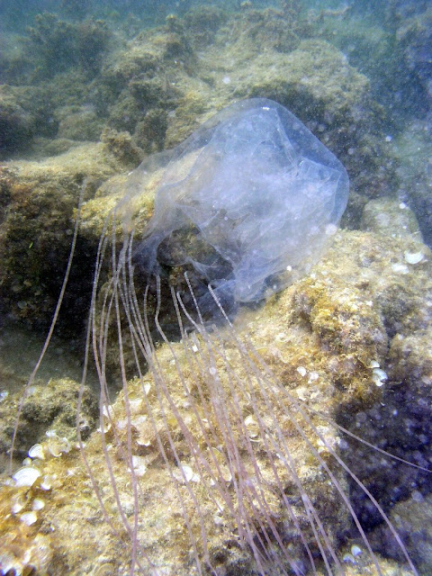 What Does A Box Jellyfish Look Like?