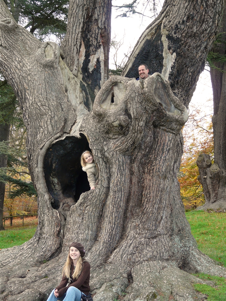 Thompsons Cross The Pond: In search of the Harry Potter Tree at ...