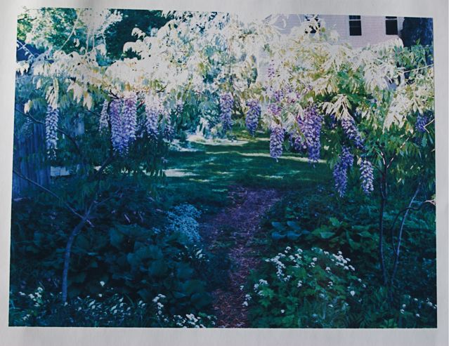 Flower Hill Farm: Wisteria Hysteria!