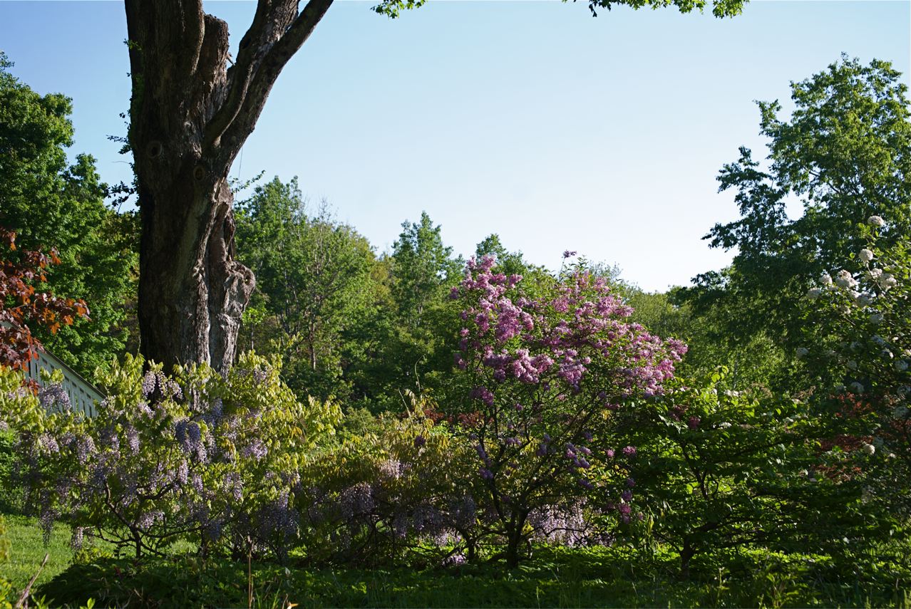 Flower Hill Farm: Wisteria Hysteria!