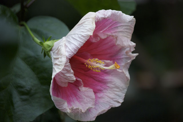 Flower Hill Farm: A Winter's Oasis for Blooming Friday and Garden ...