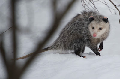 Flower Hill Farm: Pink Peony Noses Roses Opossum and Other Blooms