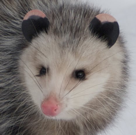 Flower Hill Farm: Pink Peony Noses Roses Opossum and Other Blooms