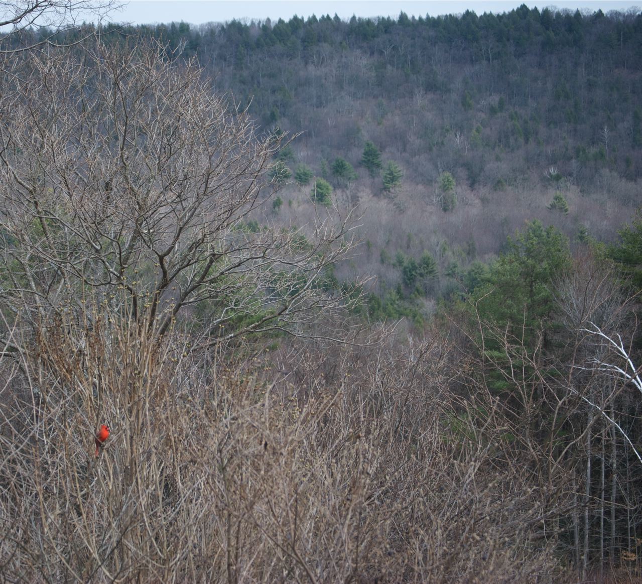 Flower Hill Farm: New England is Slow to Fully Spring but Offers Other ...