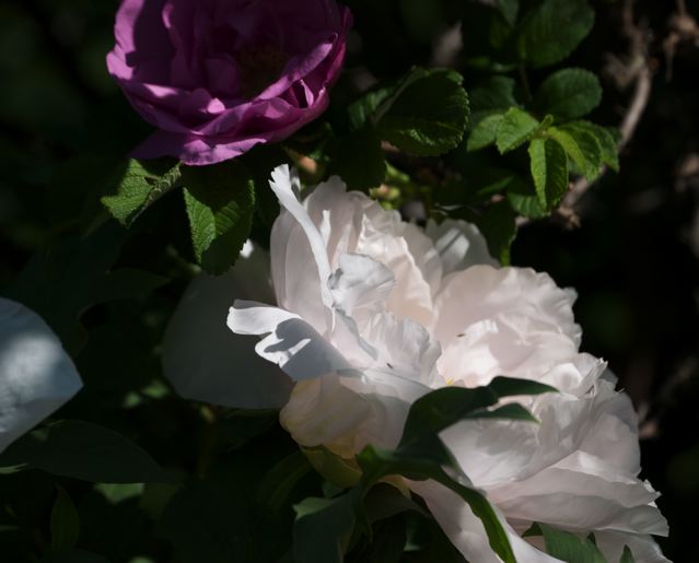 Flower Hill Farm: May 2010