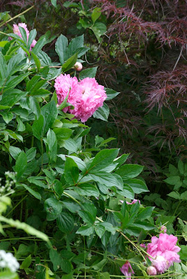 Flower Hill Farm: Pretty Perfect Pink Petals of Poppies and Peonies