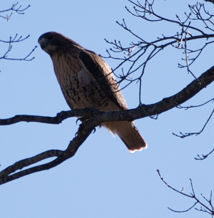 Flower Hill Farm: Radiant Resident Red-tailed Hawk