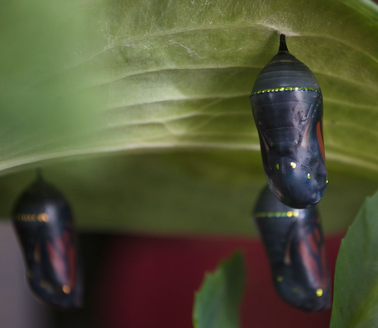 Flower Hill Farm: Captivating Chrysalis Curtain Rising Monarch ...